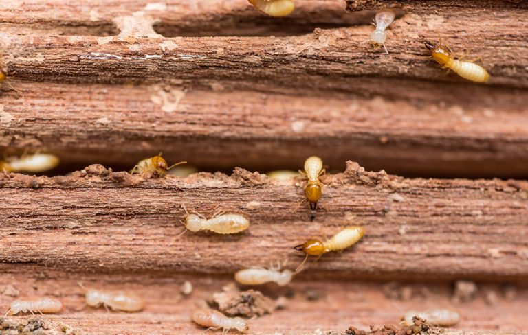 What You Need To Know About Termite Reticulation Systems