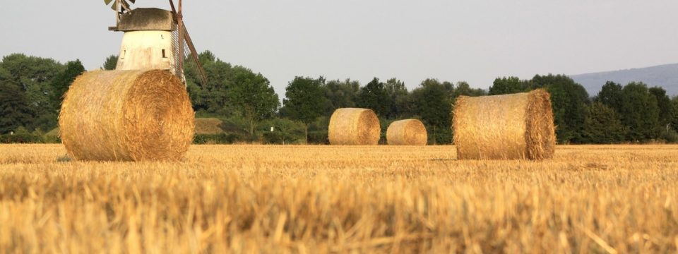 10 Natural Building Materials To Build Homes