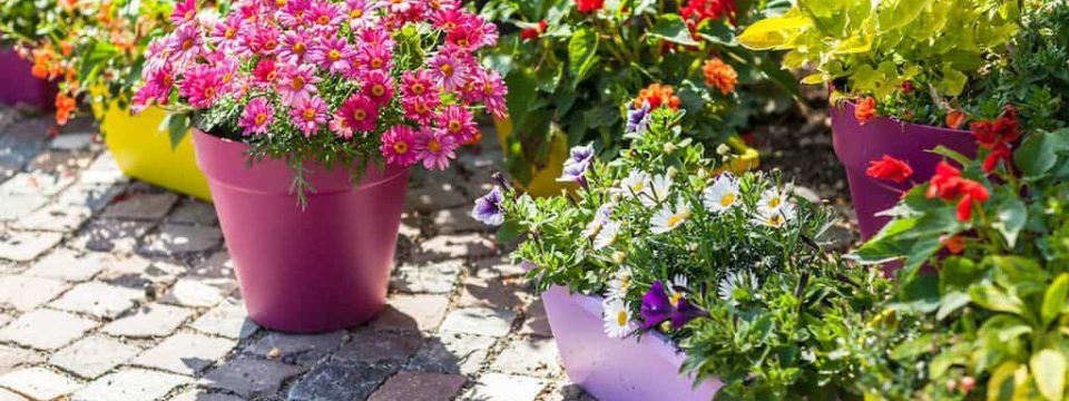 9 Awesome Container Gardening Tips You Should Try