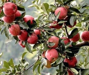 8 Steps To Grow A Natural Organic Apple Tree