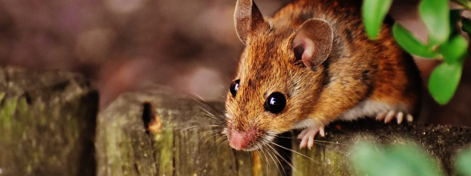 6 Tips For Getting Rid Of Mice In Your Backyard