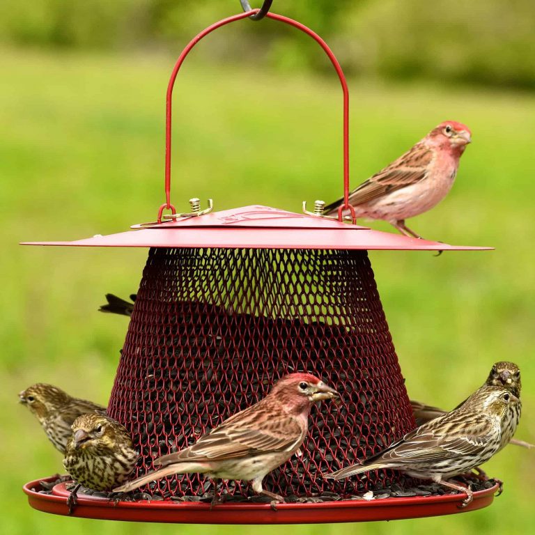 How To Pick A Bird Feeder For A Cardinal