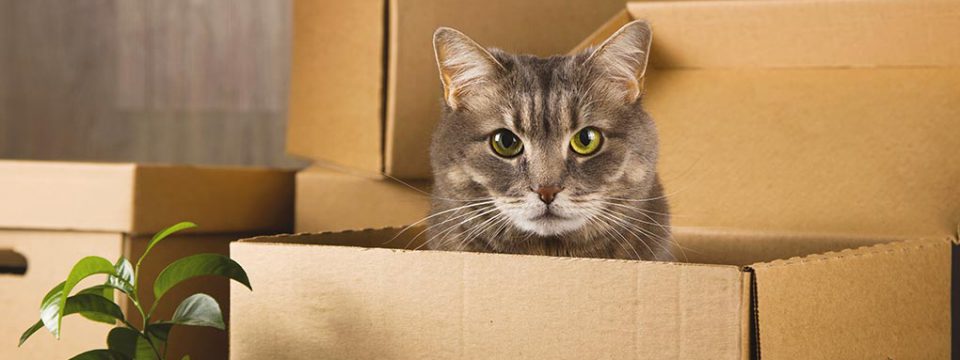 Tips To Consider When Moving With Pets