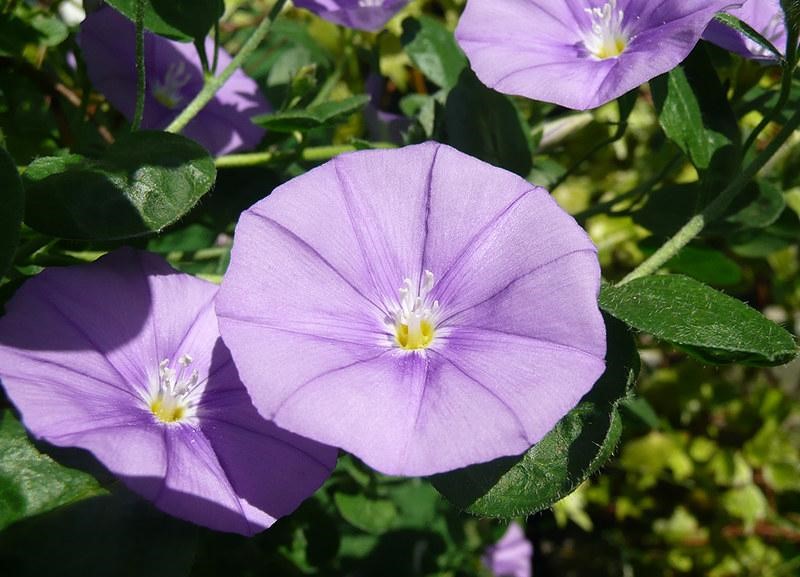 Flowering Plants: Perfect Plants To Grow For Beginners