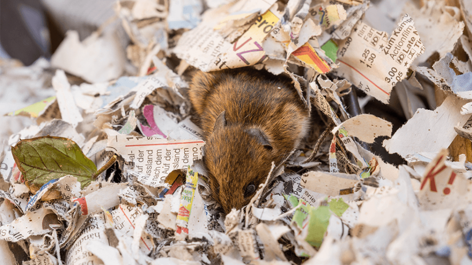 5 Sure Signs Of A Rodent Infestation In Your Home - Blogging Hub