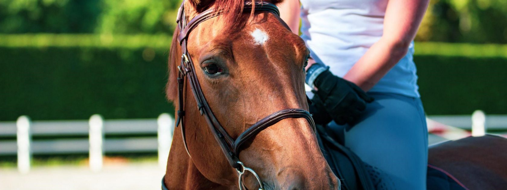 Equestrian Education: How To Choose The Right Horse School?